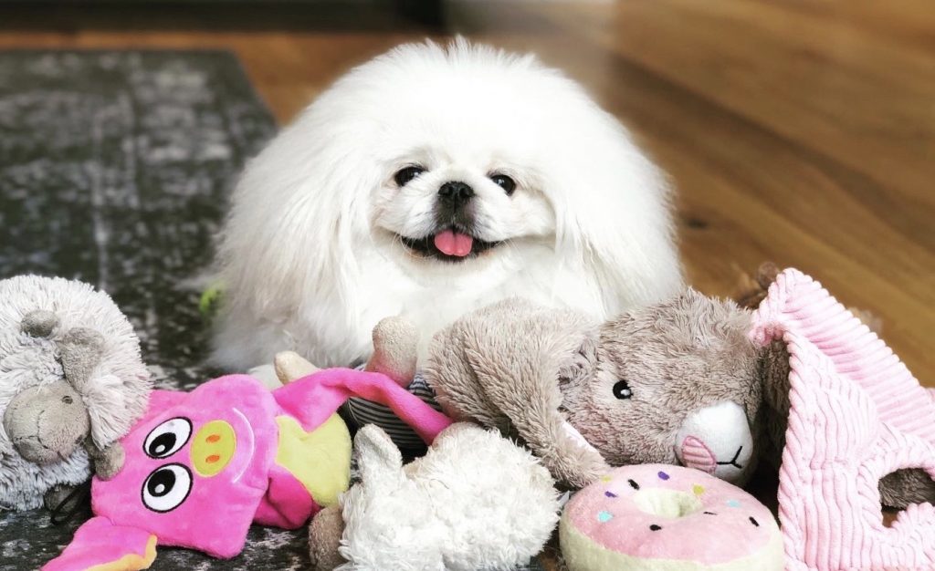 Can dogs improve our mental health? - TRC | London | Midlands ...